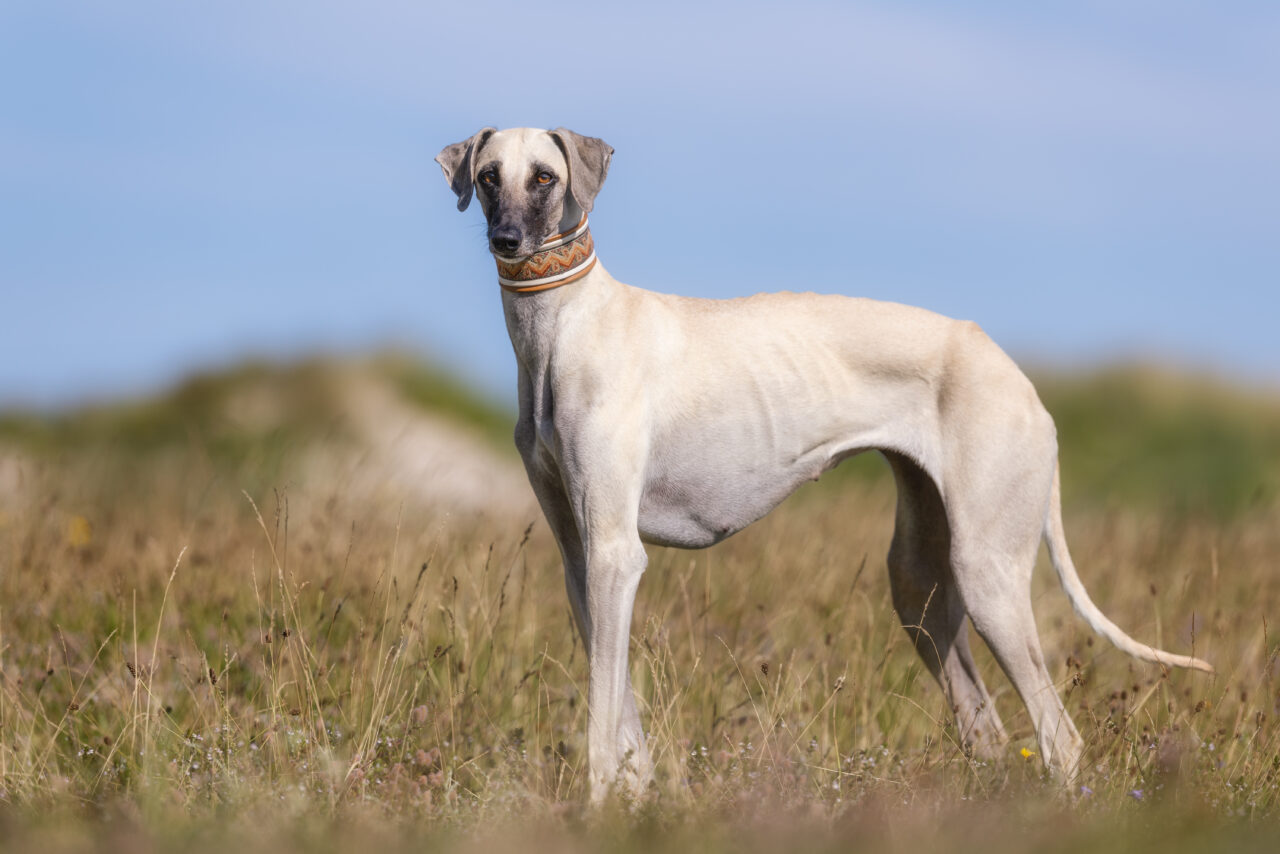 Udstilling - Myndeklubben